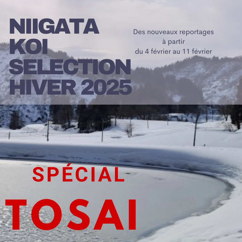 Niigata koï Sélection Hiver 2025 | Normandie Koï