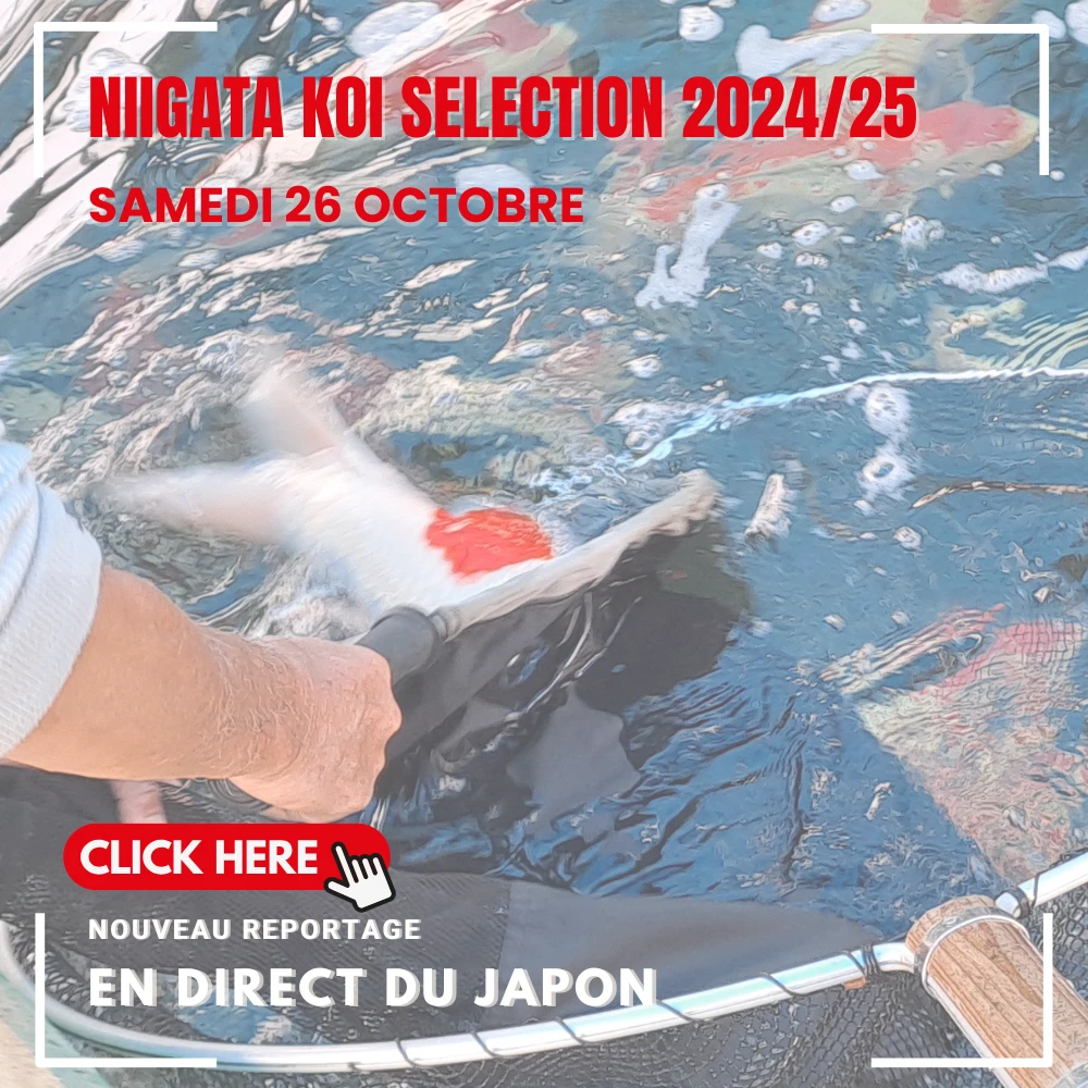 J16 - À la découverte des Koi d'exception au cœur de Niigata ...